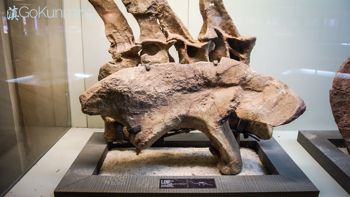 A trip to Yunnan's Jurassic Park | GoKunming
