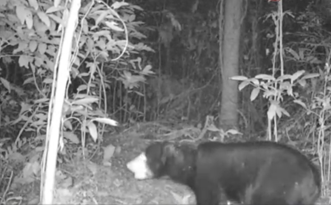 Video: First sun bear spotted in Yunnan in 45 years | GoKunming