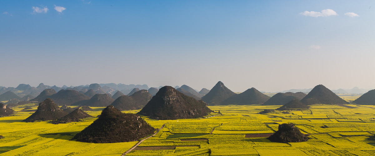 The golden fields of Luoping: two perspectives | GoKunming