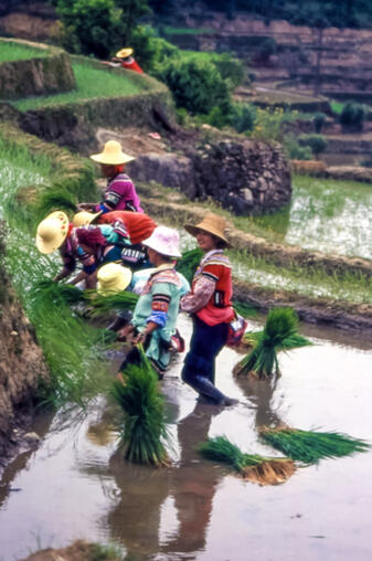 Stairways to the sky: The ancient terraces of Yunnan | GoKunming