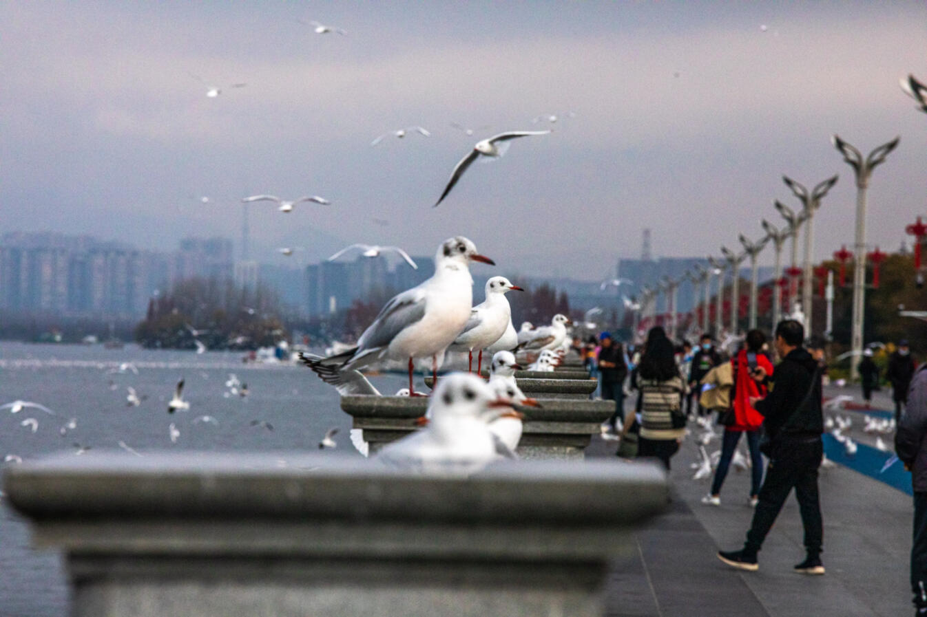From Siberia with love – the yearly seagull winter migration to Kunming ...