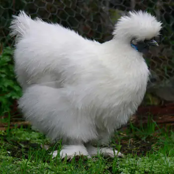 How to cook a spicy Yunnan specialty: Ghost chicken | GoKunming