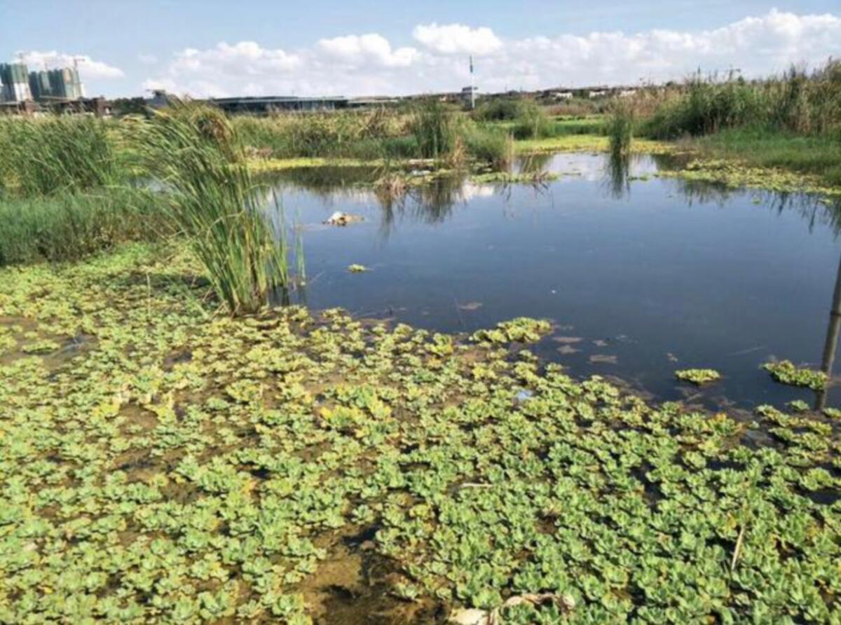 Wujiatang Wetland Park, Kunming | GoKunming